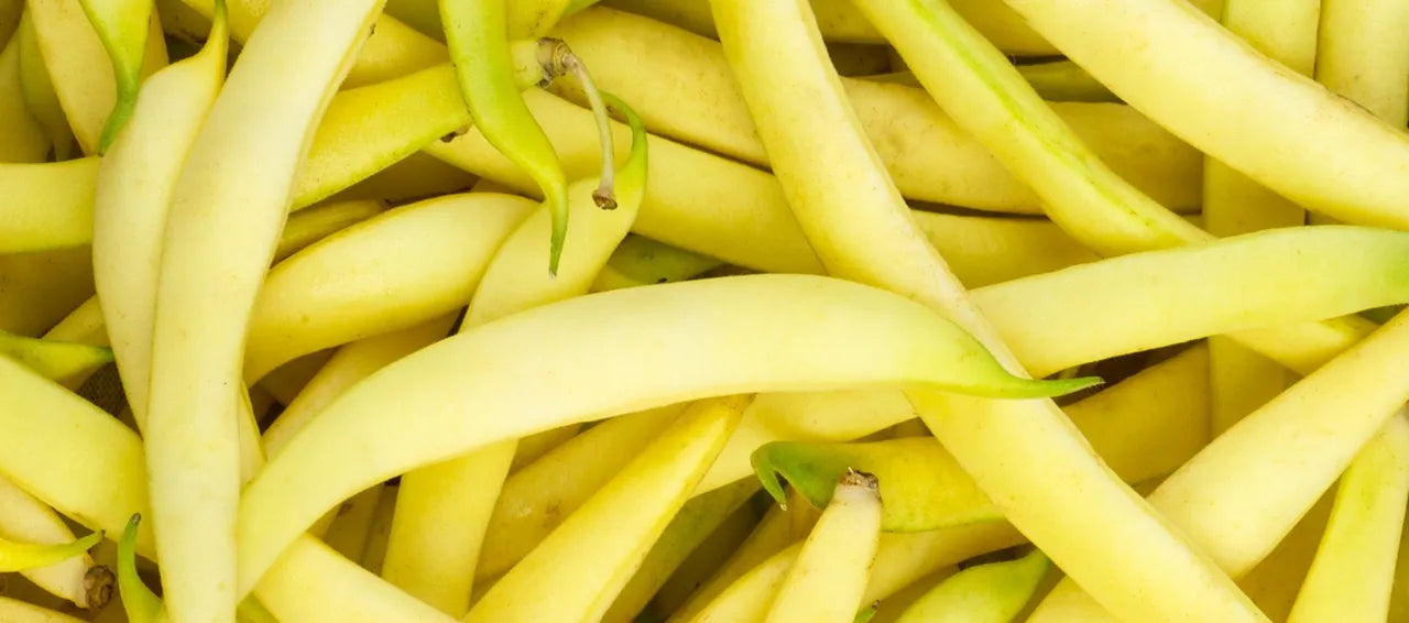 Harvest a Bounty of these Delicious Cherokee Wax Yellow Bush Bean ...