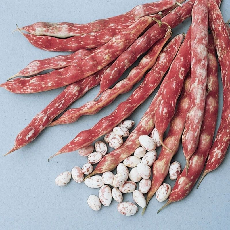 Dwarf Taylor Horticultural Beans– Clearwater Valley Seeds