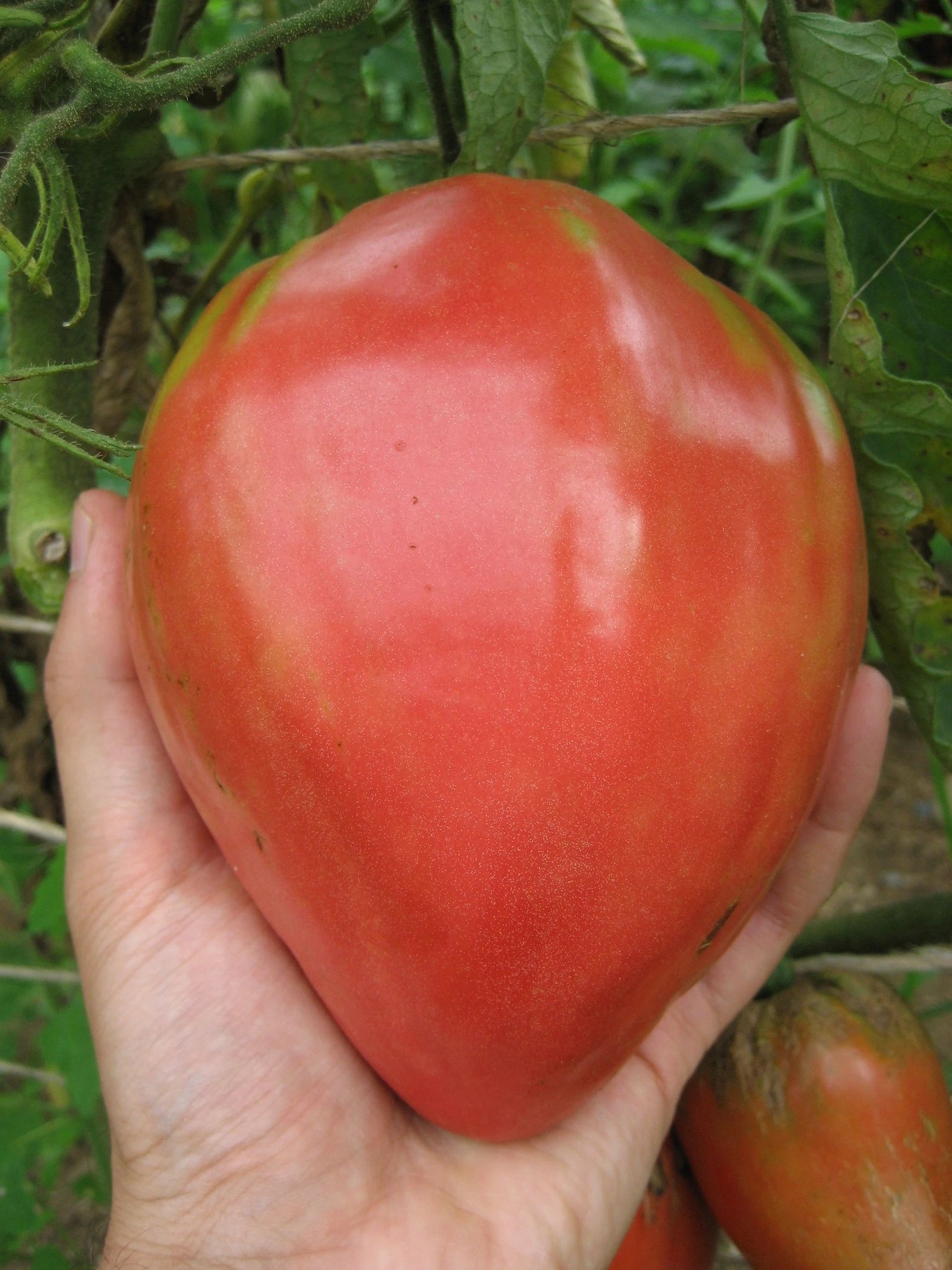 Oxheart Pink Tomato– Clearwater Valley Seeds