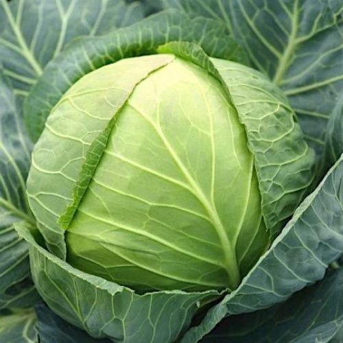 All Seasons Cabbage– Clearwater Valley Seeds