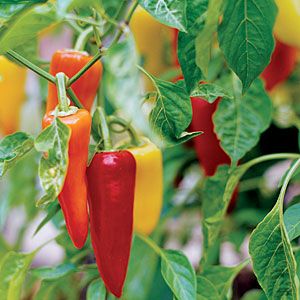 Santa Fe Grande Hot Pepper– Clearwater Valley Seeds