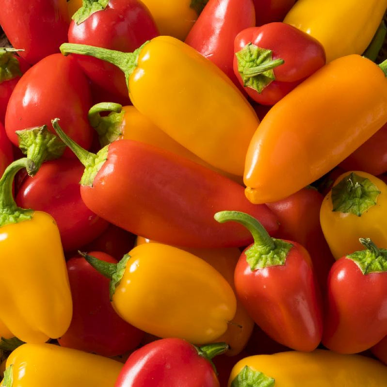 Santa Fe Grande Hot Pepper– Clearwater Valley Seeds