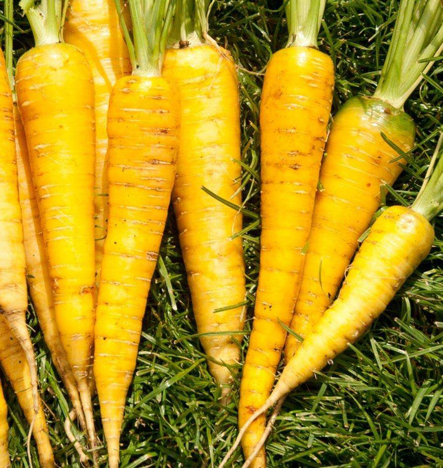 Solar Yellow Carrot– Clearwater Valley Seeds