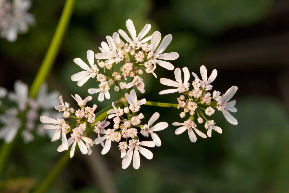 Anise– Clearwater Valley Seeds