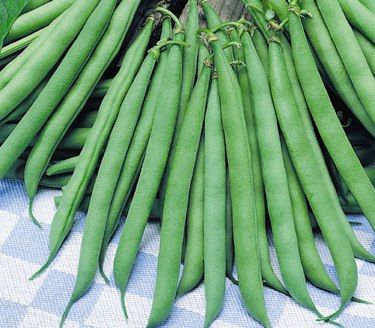 Contender Bush Bean– Clearwater Valley Seeds