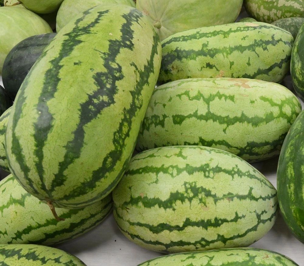Congo Watermelon– Clearwater Valley Seeds