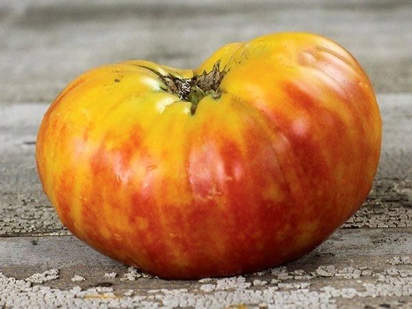 Flame Tomato– Clearwater Valley Seeds
