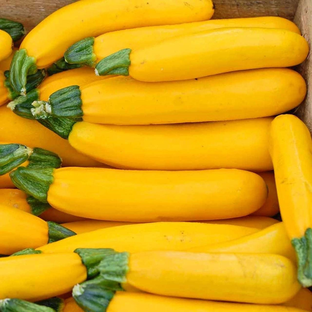 Golden Zucchini– Clearwater Valley Seeds