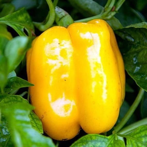 Golden California Wonder Pepper– Clearwater Valley Seeds