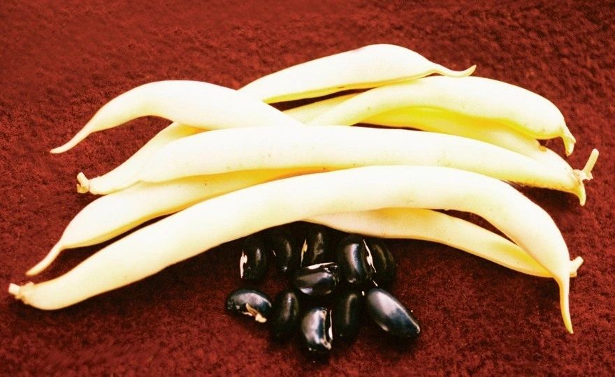 Cherokee Wax Yellow Bush Bean– Clearwater Valley Seeds