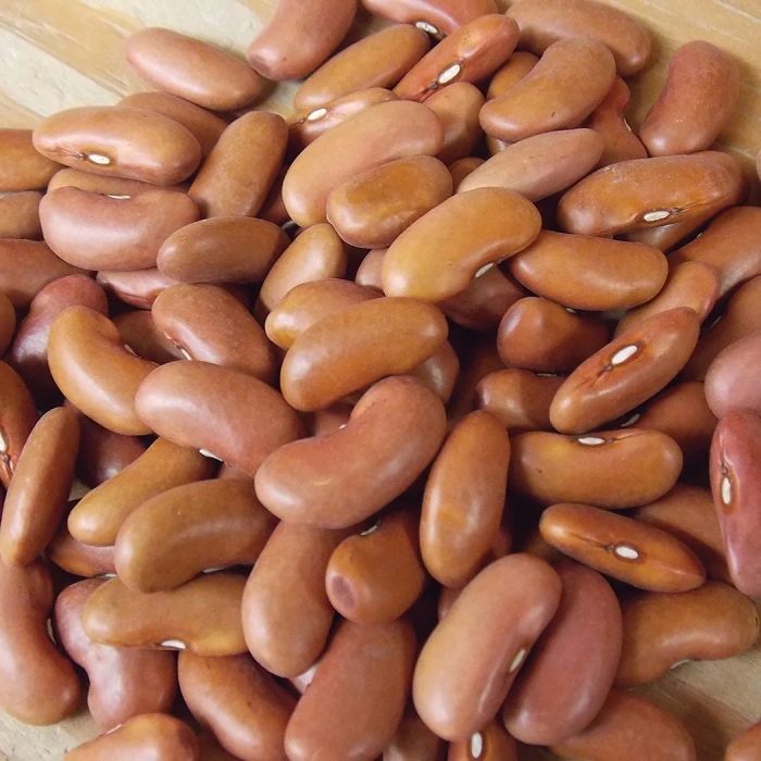 Light Red Kidney Bean– Clearwater Valley Seeds
